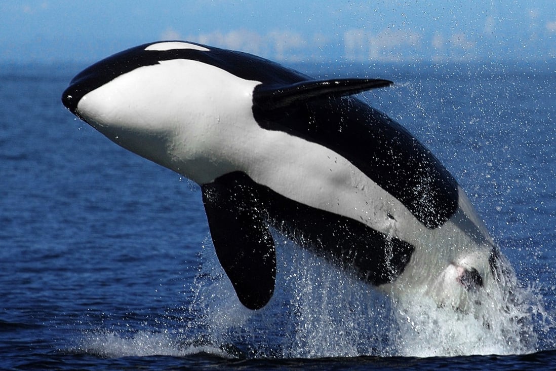 In a first, detailed video captures orcas hunting great white sharks in ...