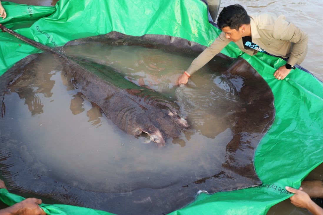 Can Mekong river stingrays tell China’s dam narrative well? | South ...