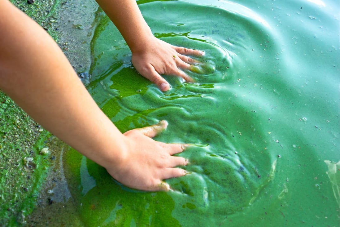 How Chinese scientists used algae in seawater battery to make clean ...