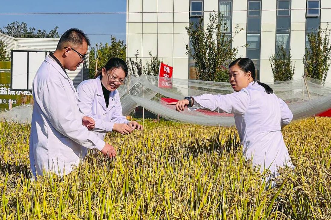 Another record for China’s seawater rice with doubled yield in 3 years ...