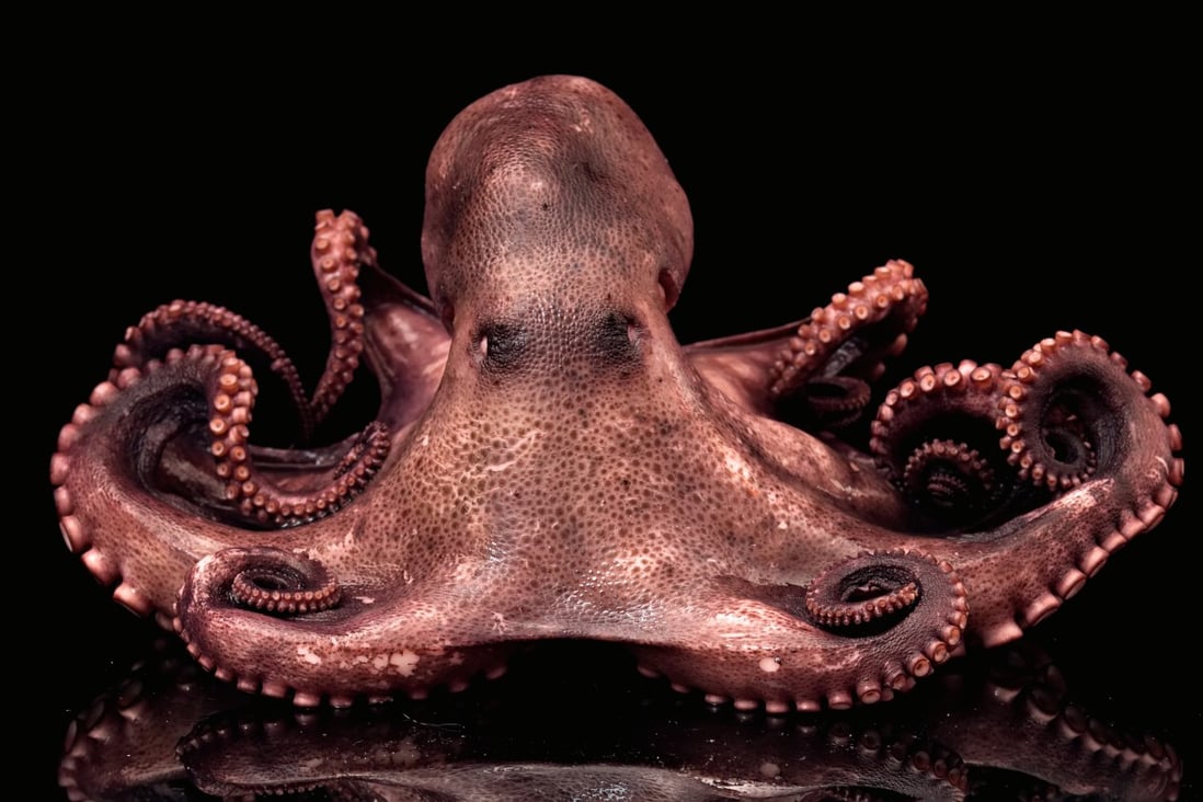 Octopus word origin, the correct plural form, and the Chinese idiom ...