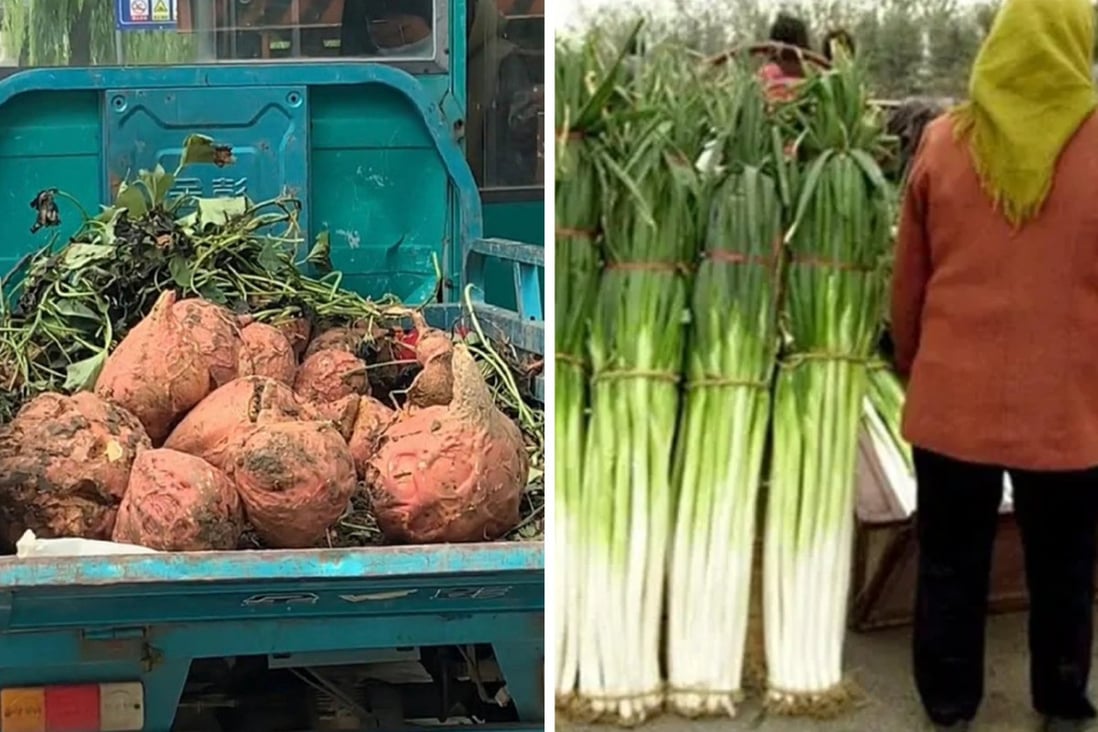 ‘Unbelievably big’ Chinese sweet potatoes larger than human heads ...