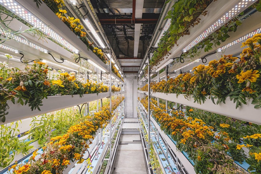 How a Hong Kong farm responded to climate change by growing greens ...