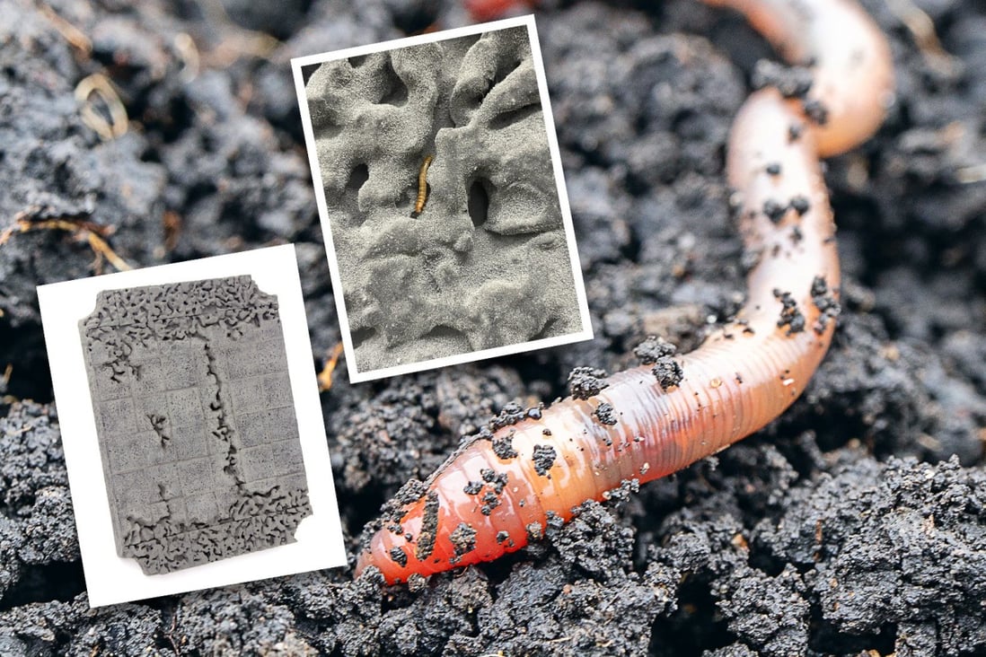 Superworms with planet-saving, plastic munching power to threaten much ...