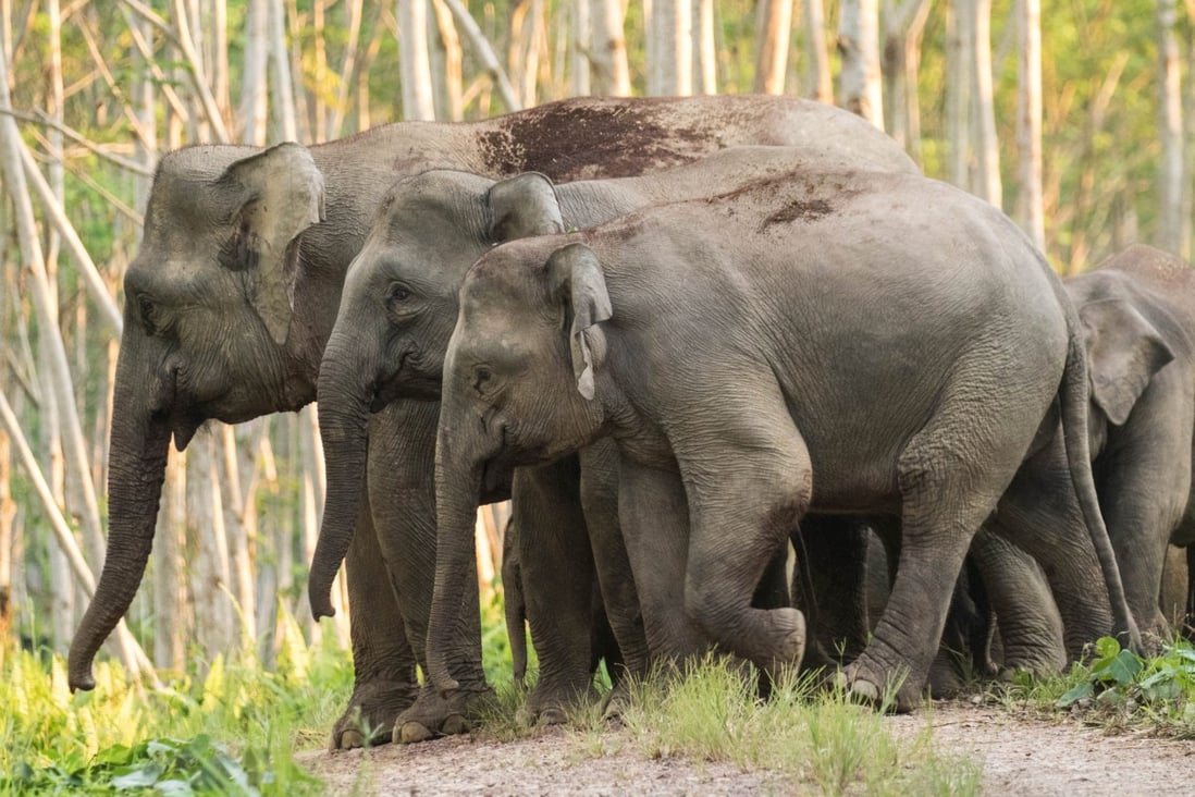 Elephant safaris in a plantation? In Sabah, Malaysia, new project lets ...