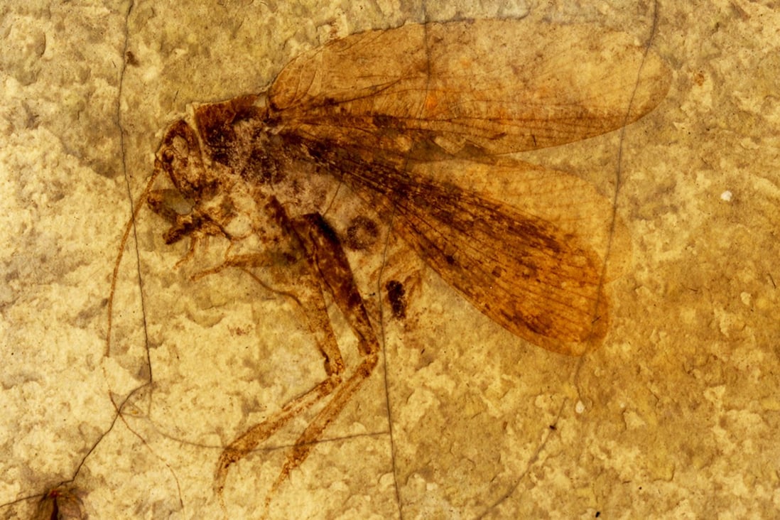 Insect fossils lead scientists to the singing katydid and sounds of the ...