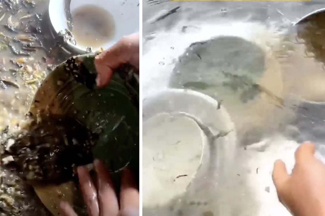 ‘It’s more hygienic’: woman follows Chinese tradition of using pig feed ...