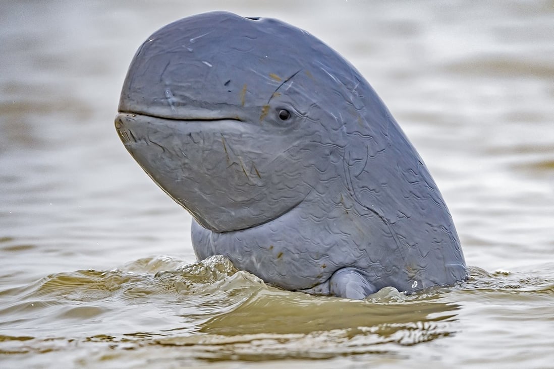 Deaths of 3 endangered Cambodian dolphins an ‘increasingly alarming ...