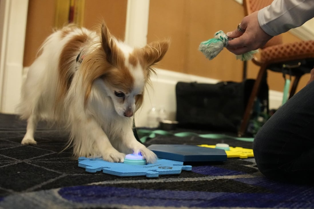 CES 2023: dogs ‘talking’ through buttons, bubble tea robots, perfect ...