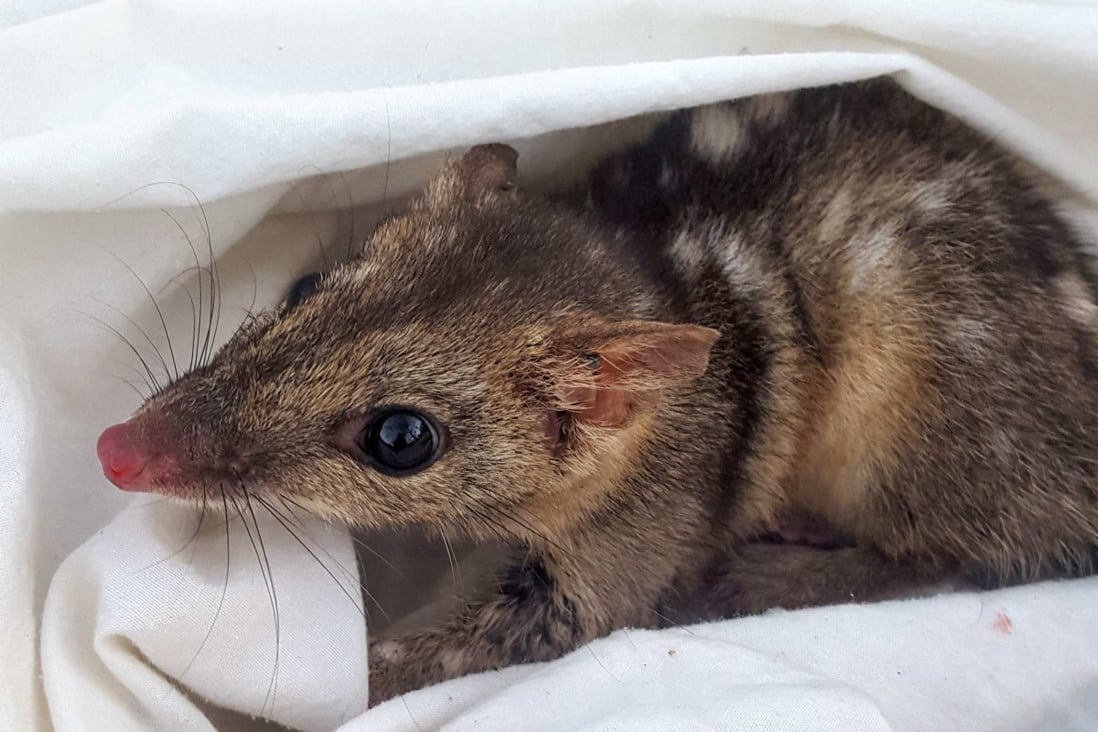 Cute Australian marsupial with a sex-driven death ‘frenzy’ puzzles scientists | South China ...