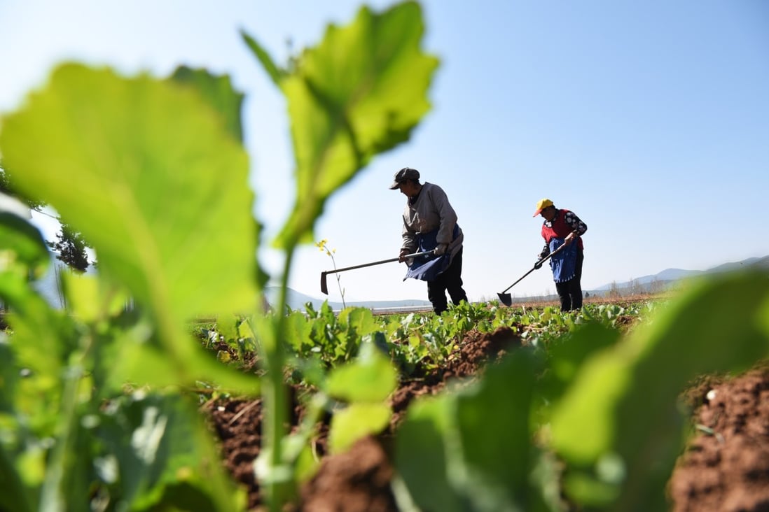 Urbanisation of rural areas can help secure China food security | South ...