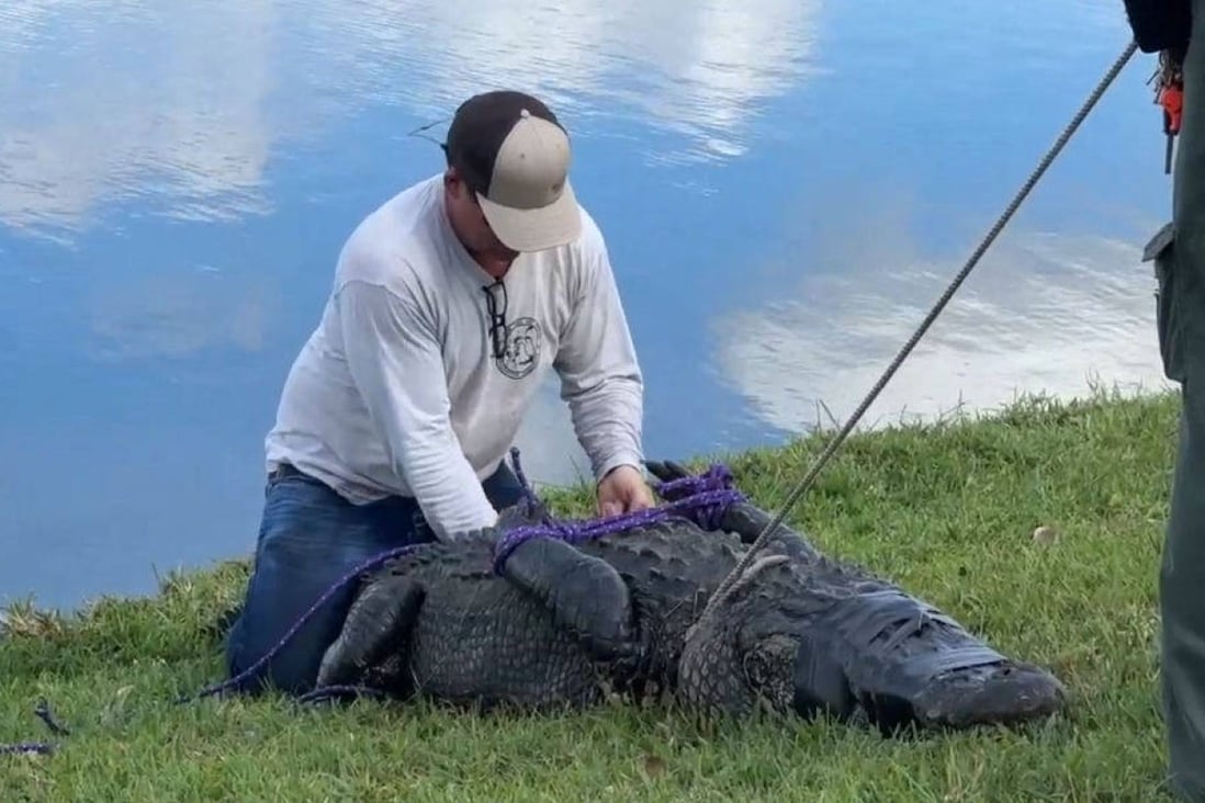 Alligator kills 85-year-old woman walking her dog in Florida | South ...