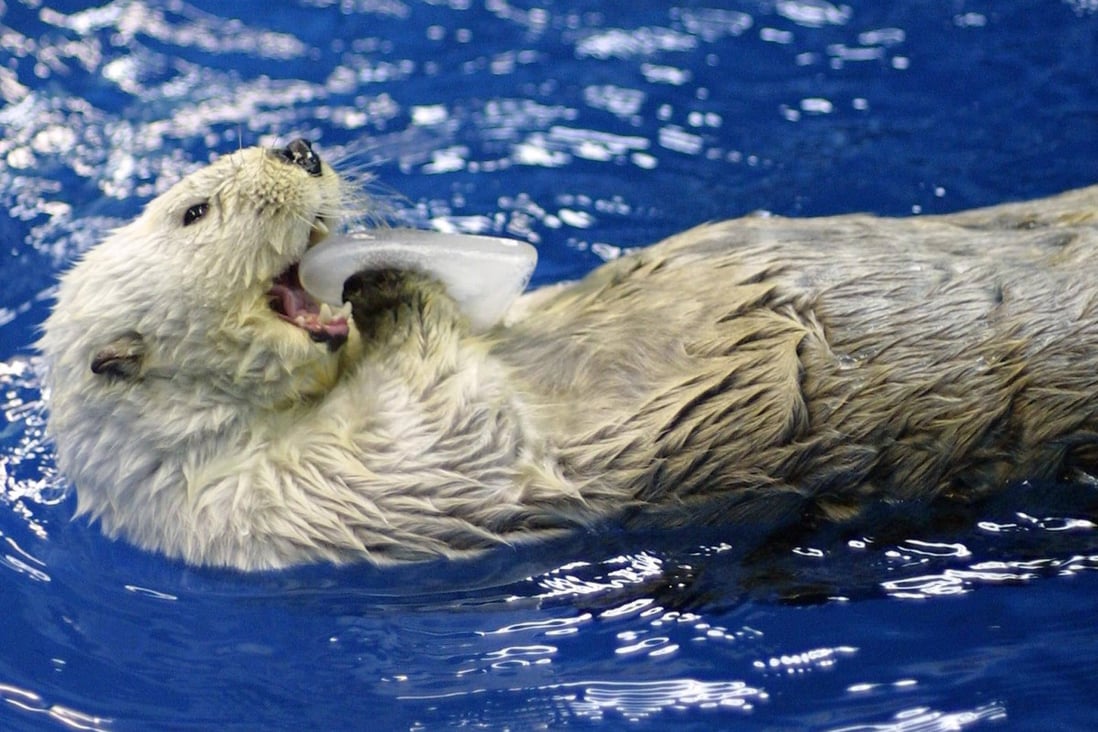 Endangered sea otters could disappear from Japan aquariums as mating ...