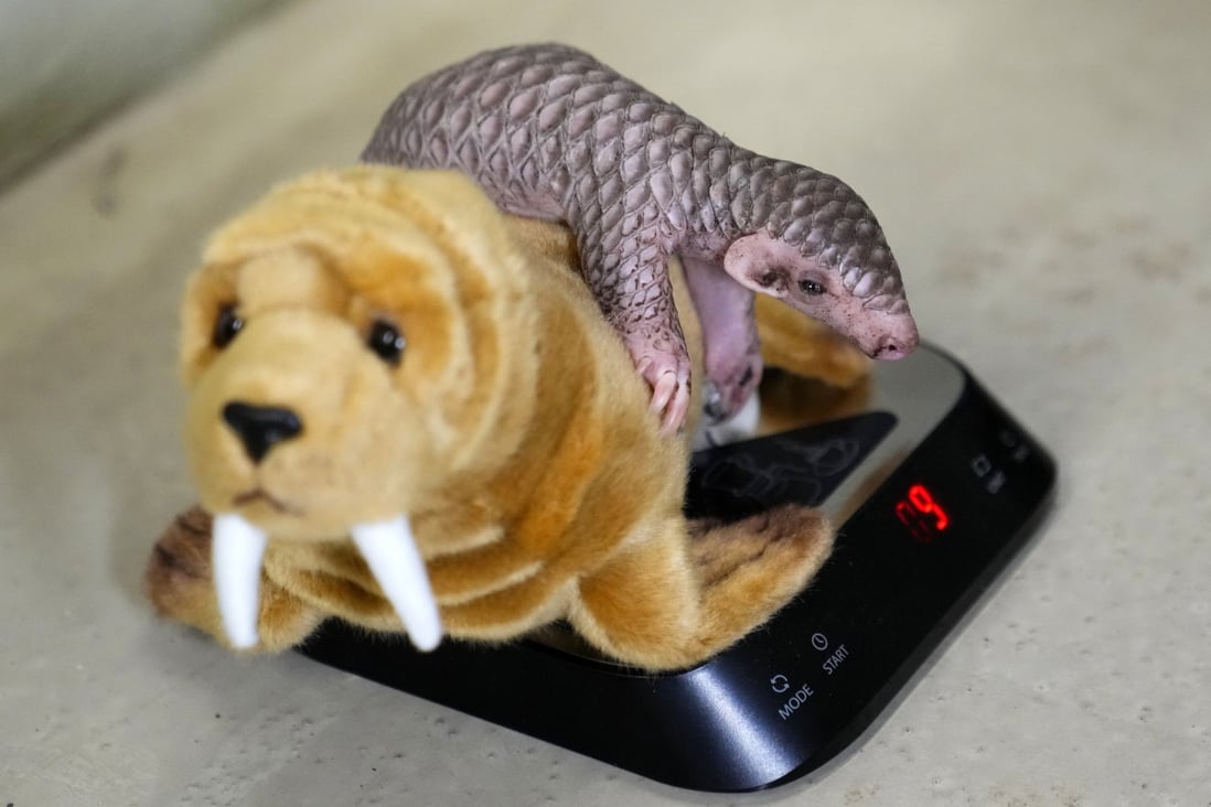 First Chinese pangolin baby ‘Little Cone’ in Europe born in Prague zoo ...