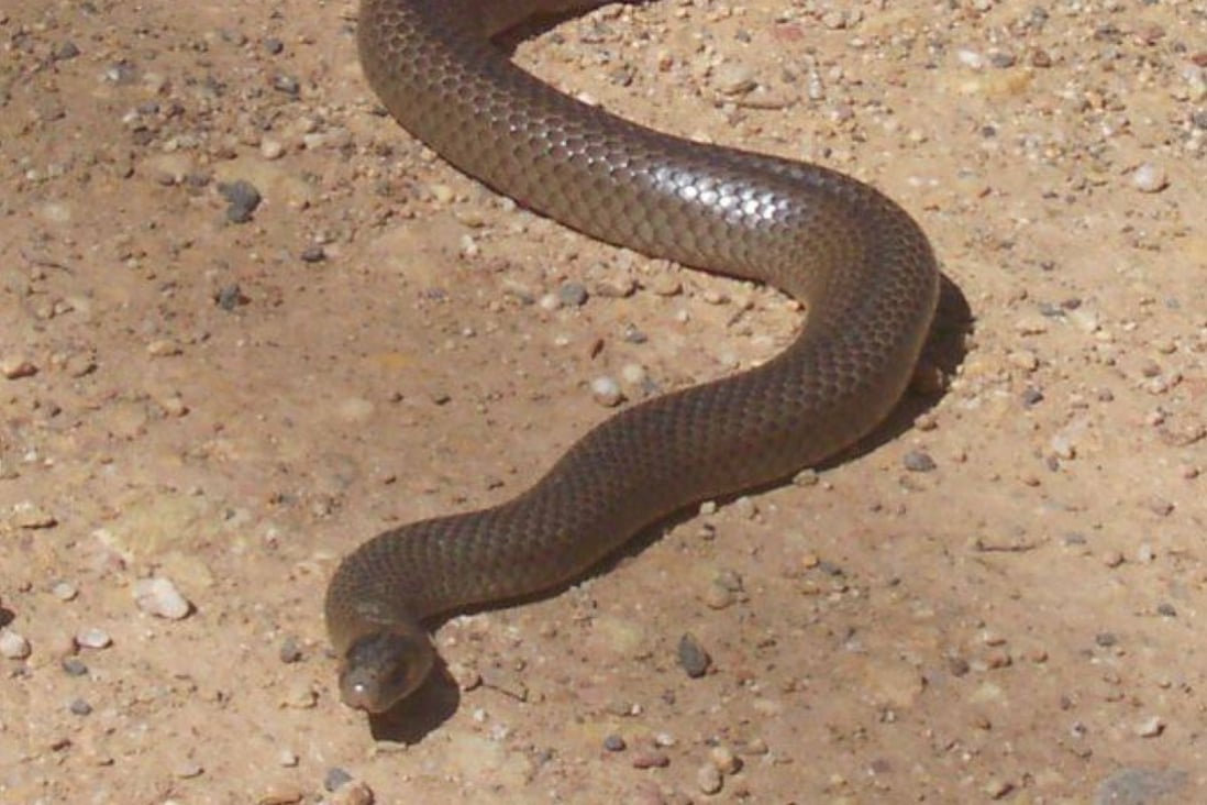 Australia toddler chasing snake uncovers nest of 110 venomous serpent ...