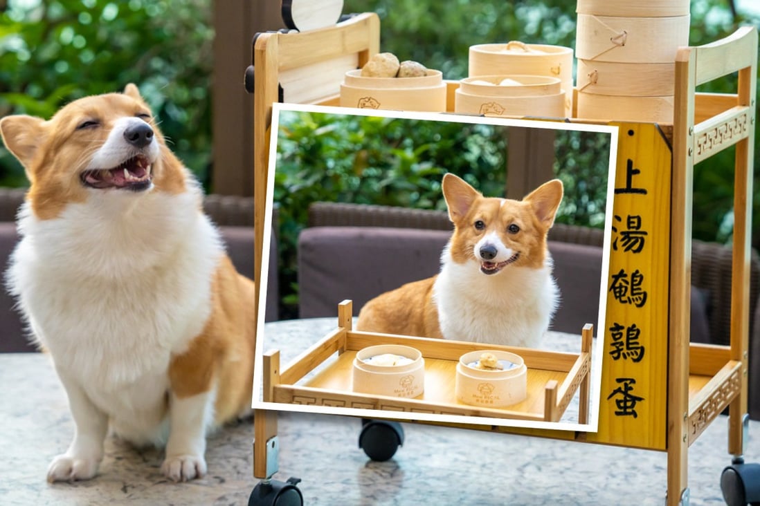 Doggy dim sum cart: Hong Kong hotel rolls out canine catering red ...
