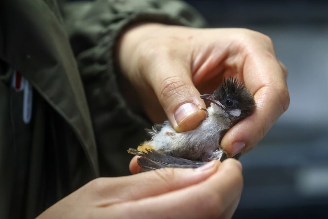 Bird rescues soar by 20 times over past decade at Hong Kong ...