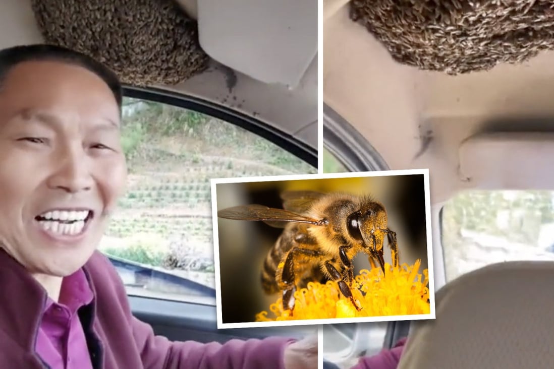 ‘Bees hitch a ride’: millions marvel at coolness of Chinese ‘legend ...