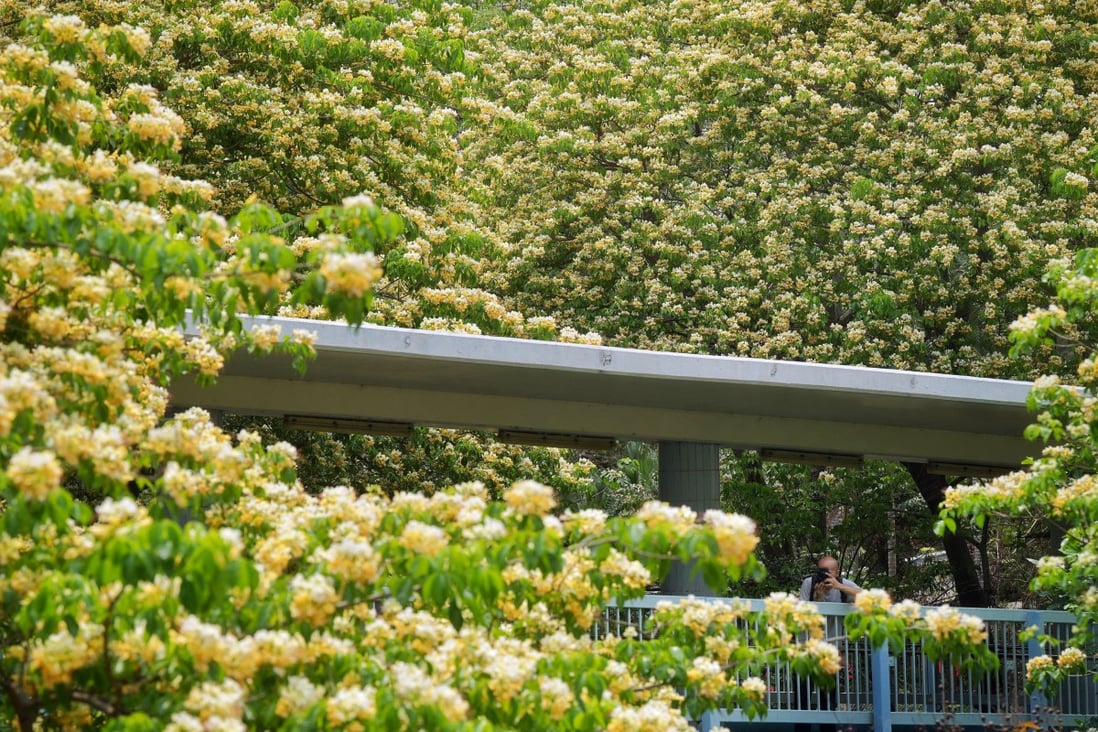 Pretty tough: spider tree blooms in Hong Kong remind residents to stop ...