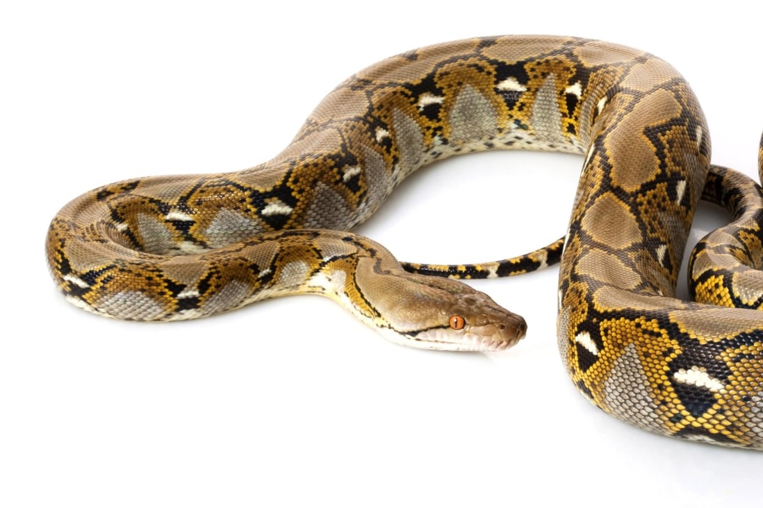 Singapore searches for men who hacked python to death with cleaver at ...