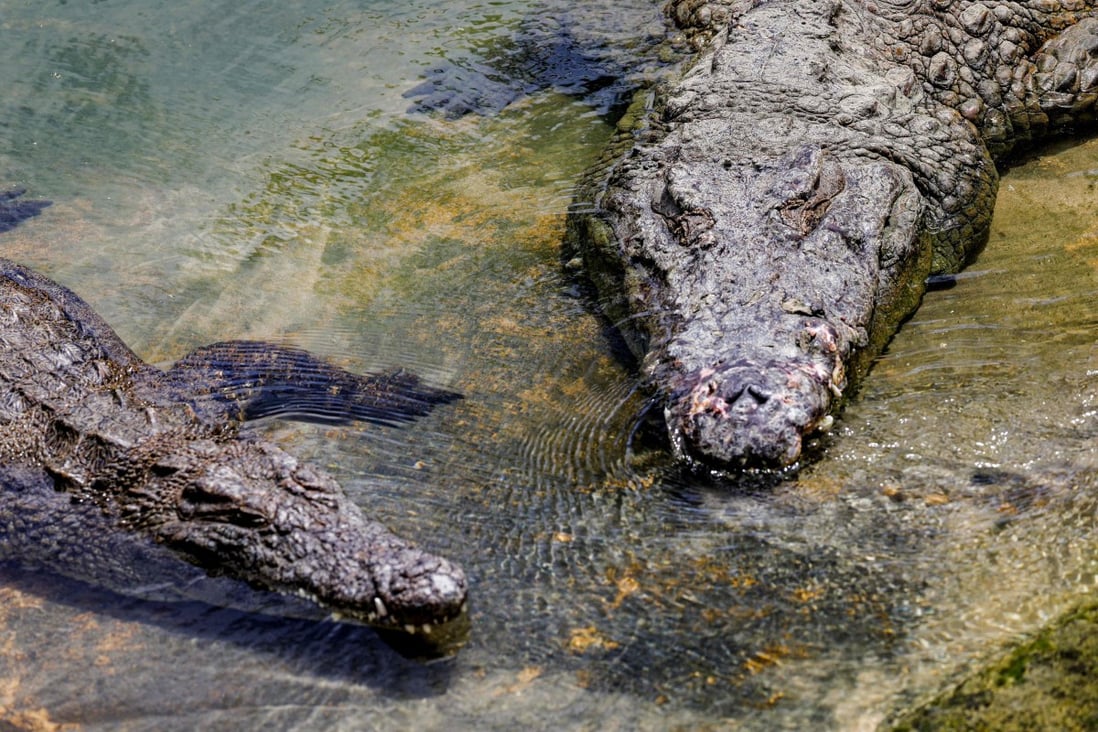 A man in Australia shooed away a crocodile to fish. Then 2 of them ate ...