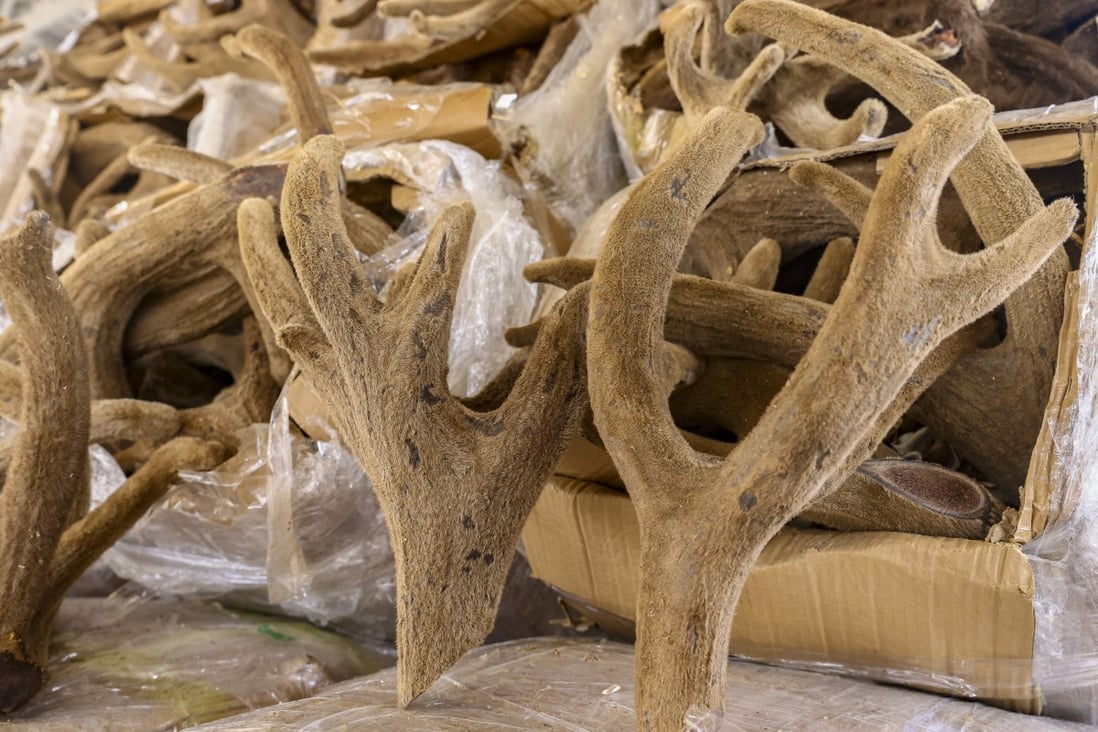 Hong Kong seizes 1.6 tonnes of antlers worth HK$20 million bound for ...
