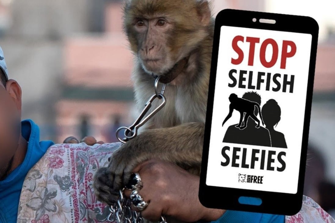 Stop taking ‘selfish selfies’ with captive wildlife, charity says ...