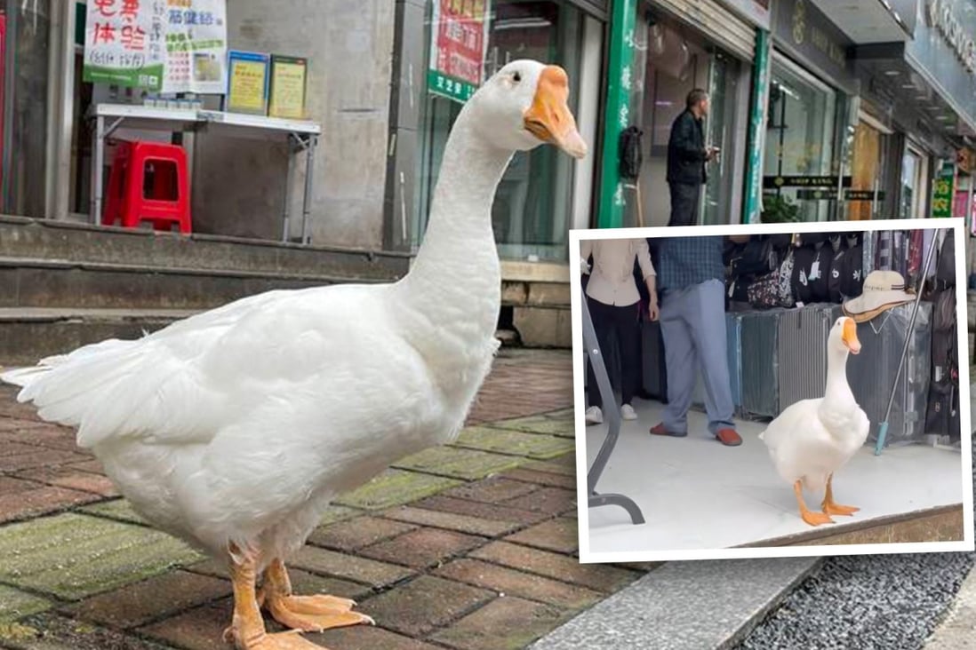‘Happy Goose’ with 52,000 fans online goes to work with owner as ‘shop ...