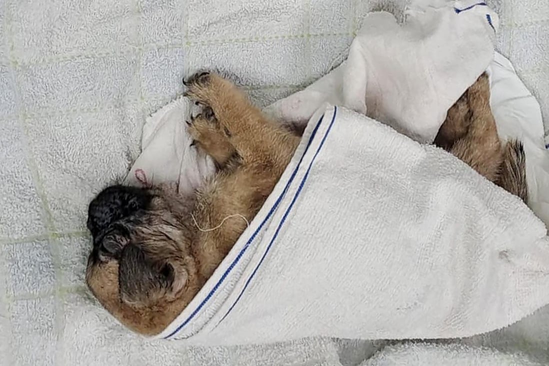 Sick pug puppy dies after being found stuffed in plastic bags on Hong ...