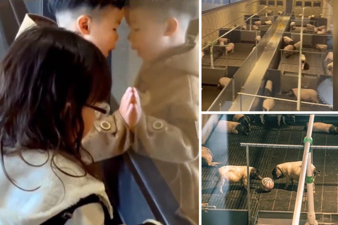 ‘Luxury pig-view hotel room’: China suite offers US$1,230 a night stay ...