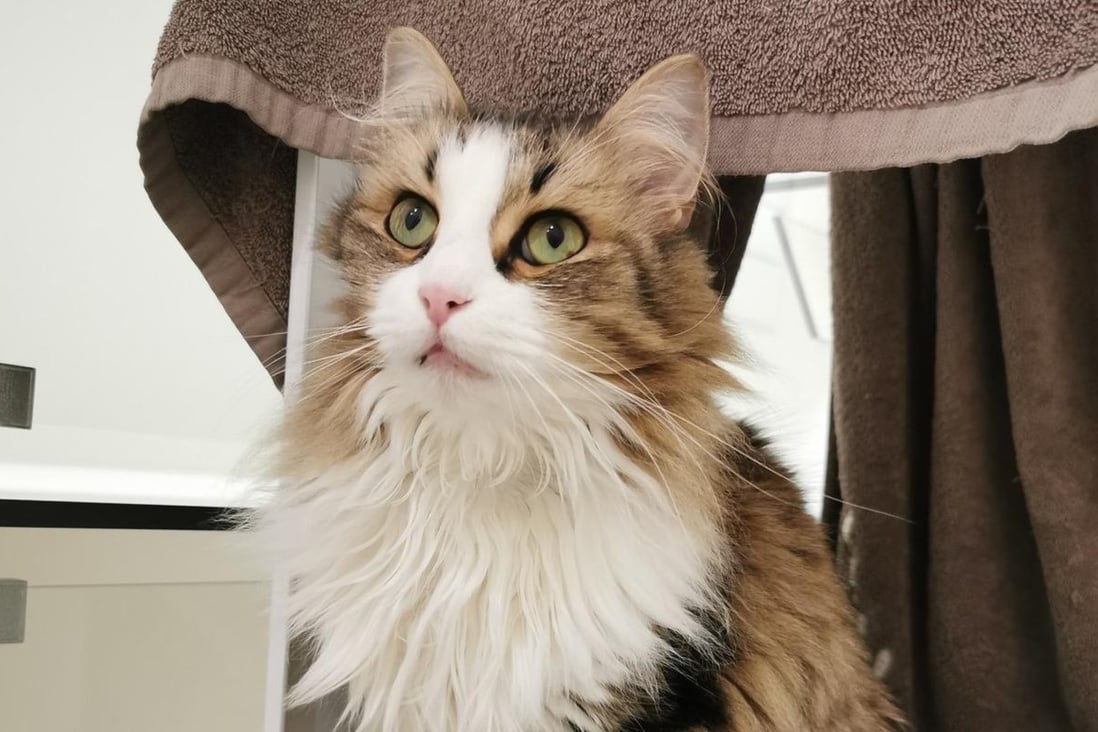 Catastrophe: French rail operator fined after train runs over beloved ...