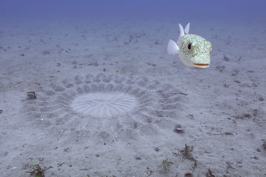 How BBC Earth’s Spy in the Ocean uses robot sperm whale, hammerhead ...