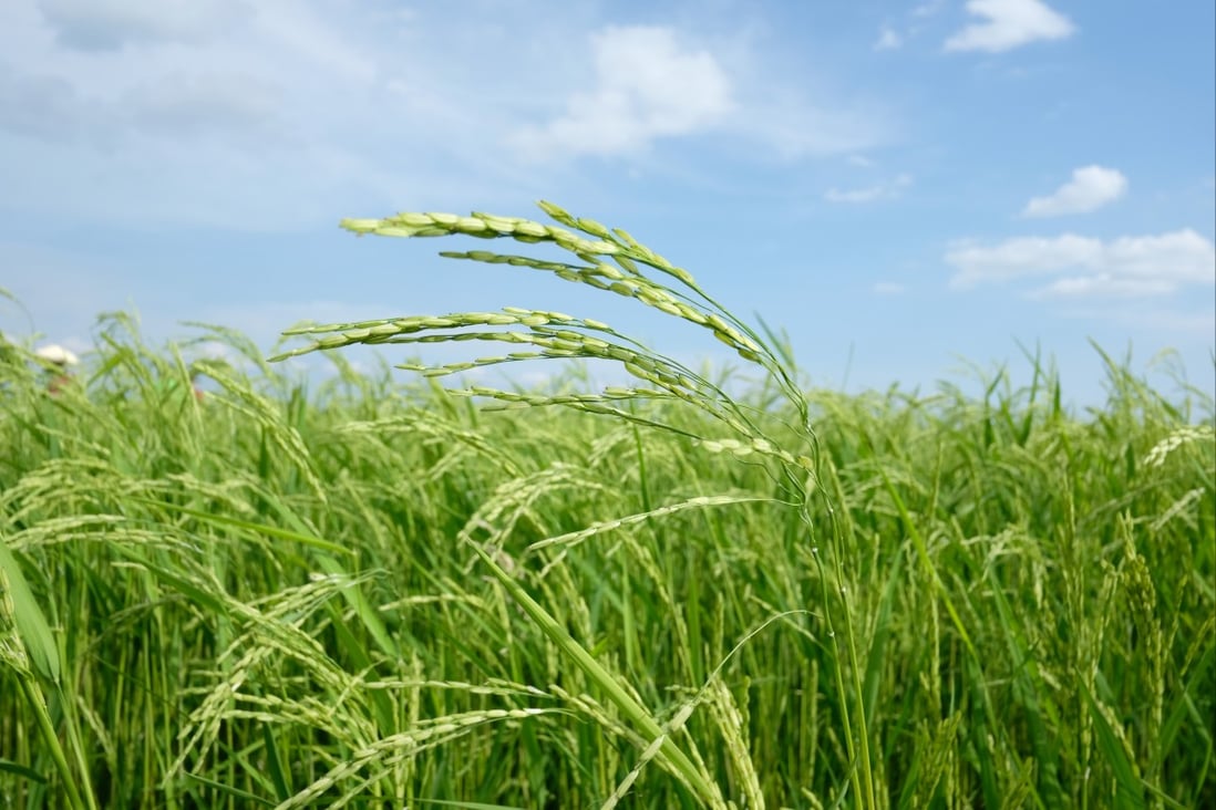 Chinese scientists crack sterility code in hybrid rice, raising hopes for healthier, high-yield ...
