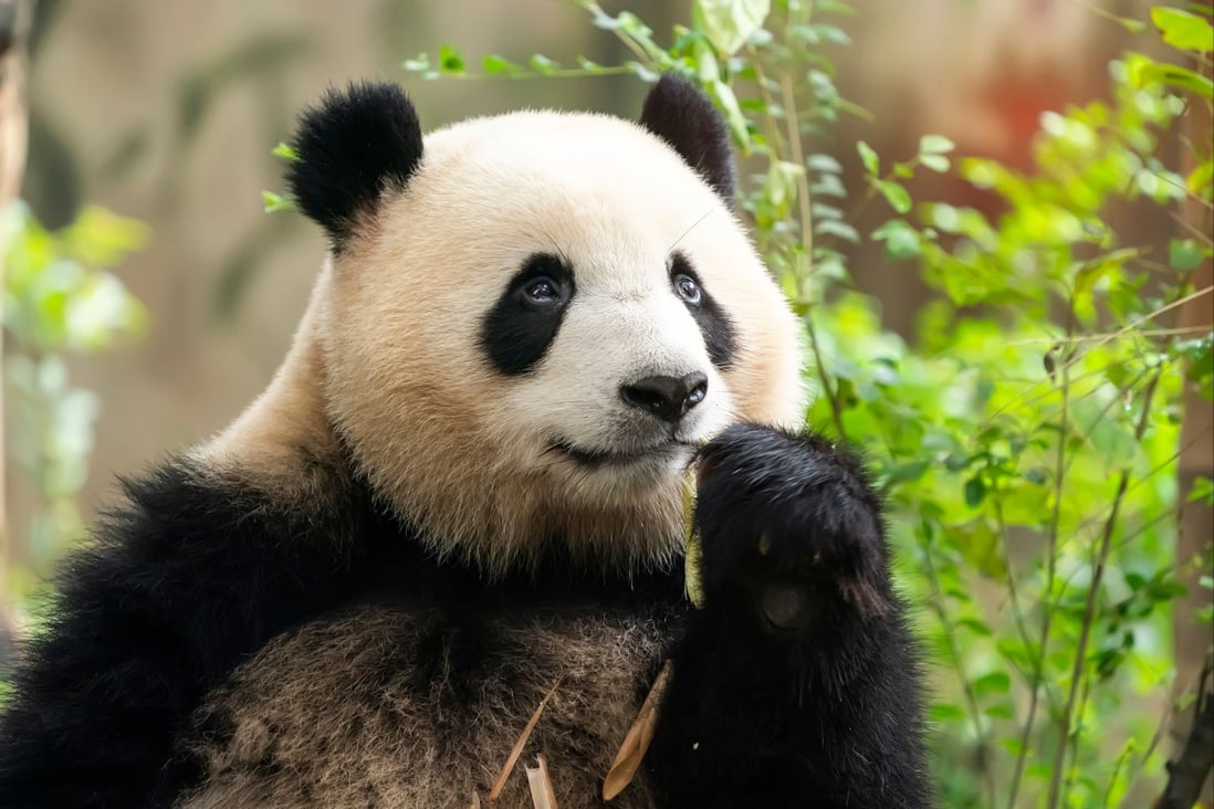 Chinese archaeologists find first complete panda burial in 2,000-year ...