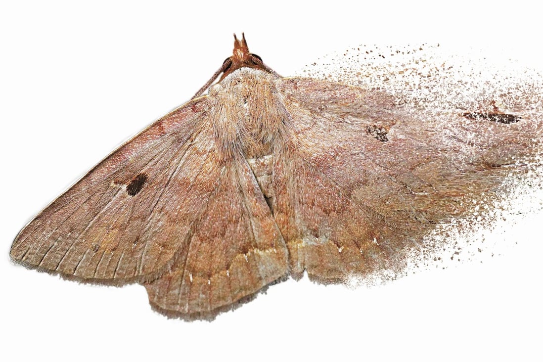 The insect apocalypse is coming: Hong Kong moth study shows the threats ...