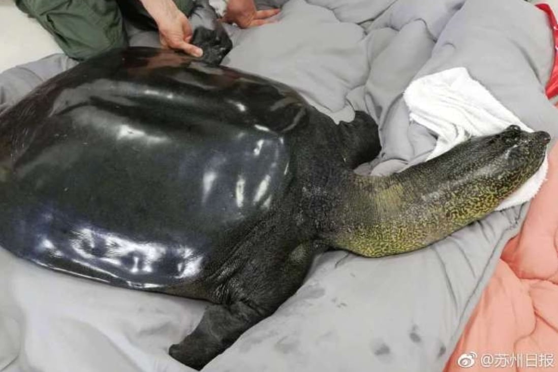 Yangtze turtle on brink of extinction with death of last known female ... Yangtze turtle on brink of extinction with death of last known female ...