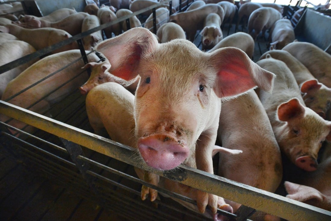 Pig disease exposes weakness in system | South China Morning Post