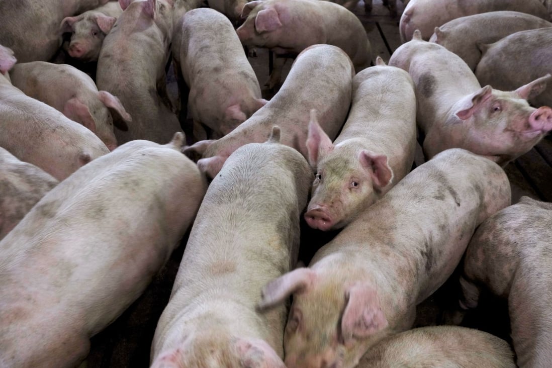 Canadian pork exports to China soar thanks to swine flu fears and ...