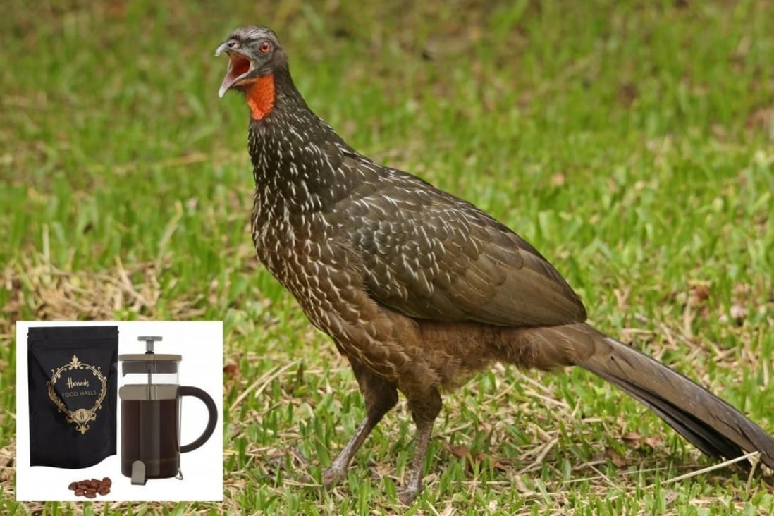 Why coffee lovers are paying top dollar for this gourmet brew made ...