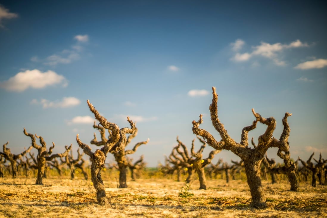 Wine vs climate change: how global warming is affecting the grapes ...