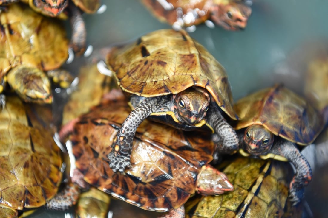 Illegal wildlife trade still needs tougher penalties, say Hong Kong ...