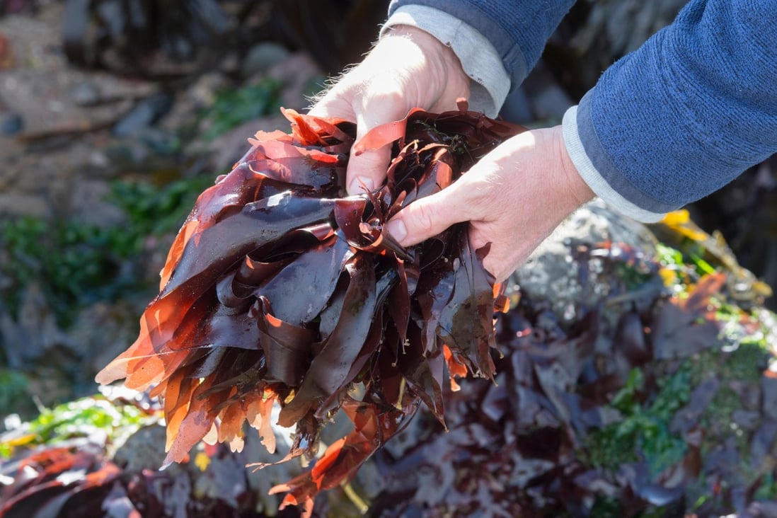 A comeback for dulse, edible seaweed from Ireland with umami that’s a ...