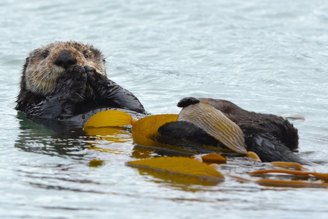 How Instagram is helping drive wild otters to extinction | South China ...