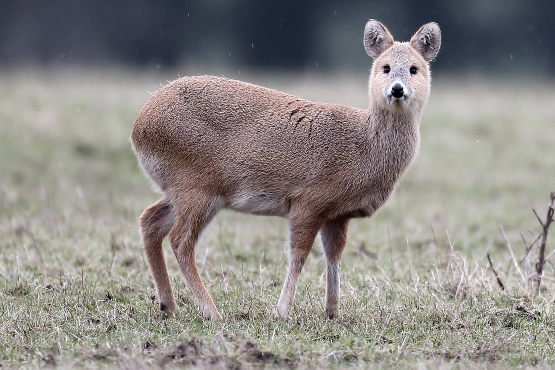 The ‘vulnerable’ Chinese deer hunted for fun in the UK | South China ...
