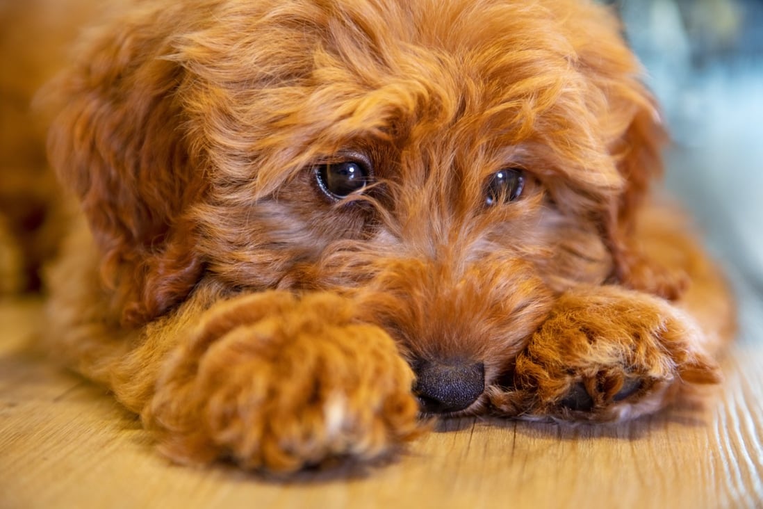 Labradoodle creator Wally Conron says making ‘Frankenstein’s monster ...