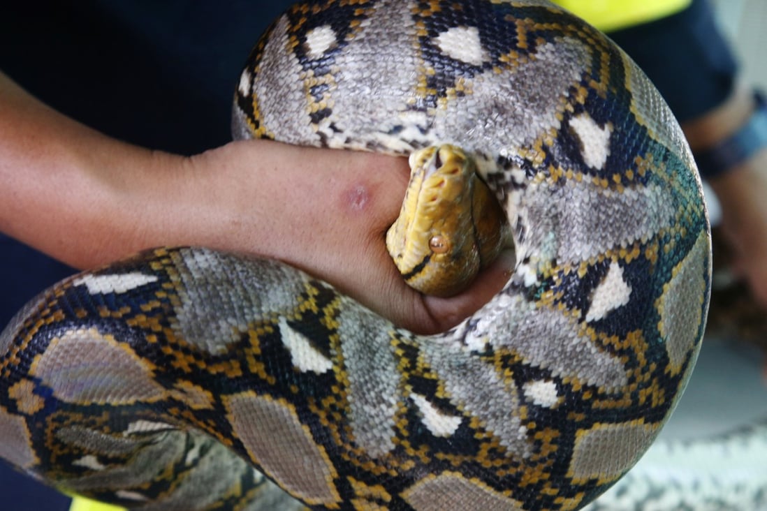 US woman found dead with python wrapped around her neck, in house ...