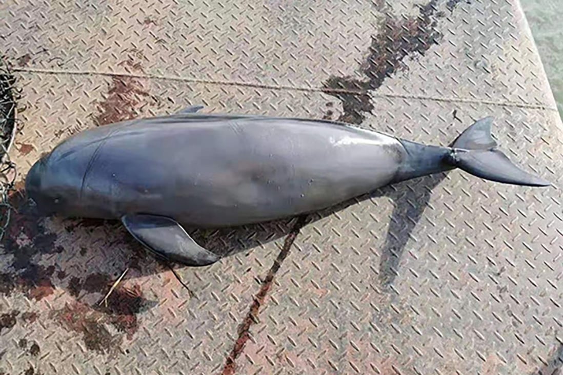 Two endangered Chinese finless porpoises found dead in Yangtze River as ...