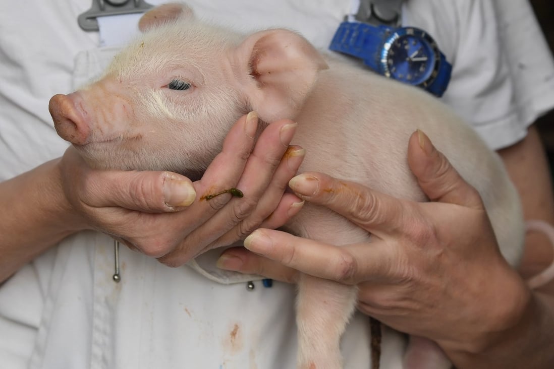 In legal first, piglets ‘sue over castration’ | South China Morning Post
