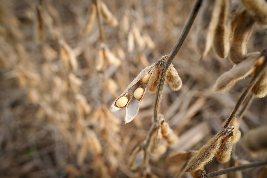 China approves two new genetically modified US crops for import | South ...