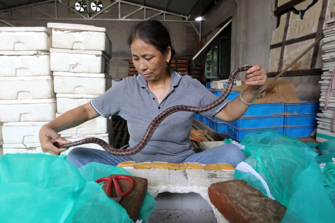 Chinese snake village scales down as coronavirus prompts wildlife trade ...